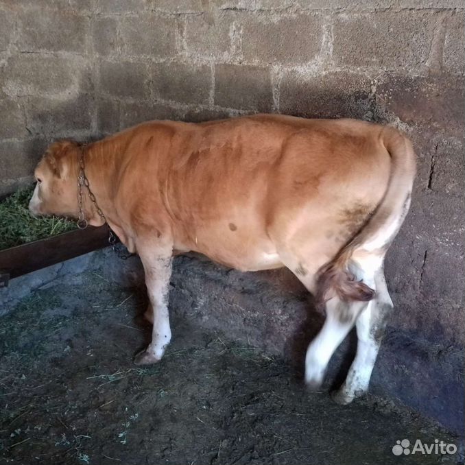 Тëлка сементал