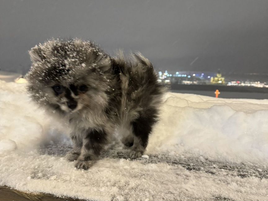 Мерле Померанский шпиц тип мишка мини