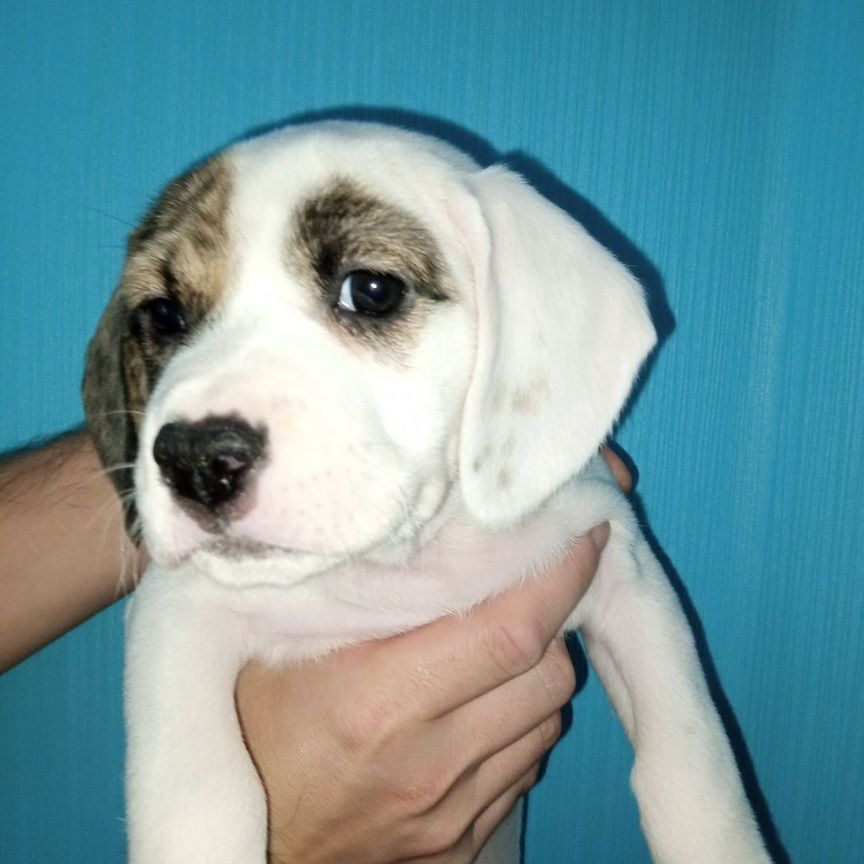 Отдам в добрые руки