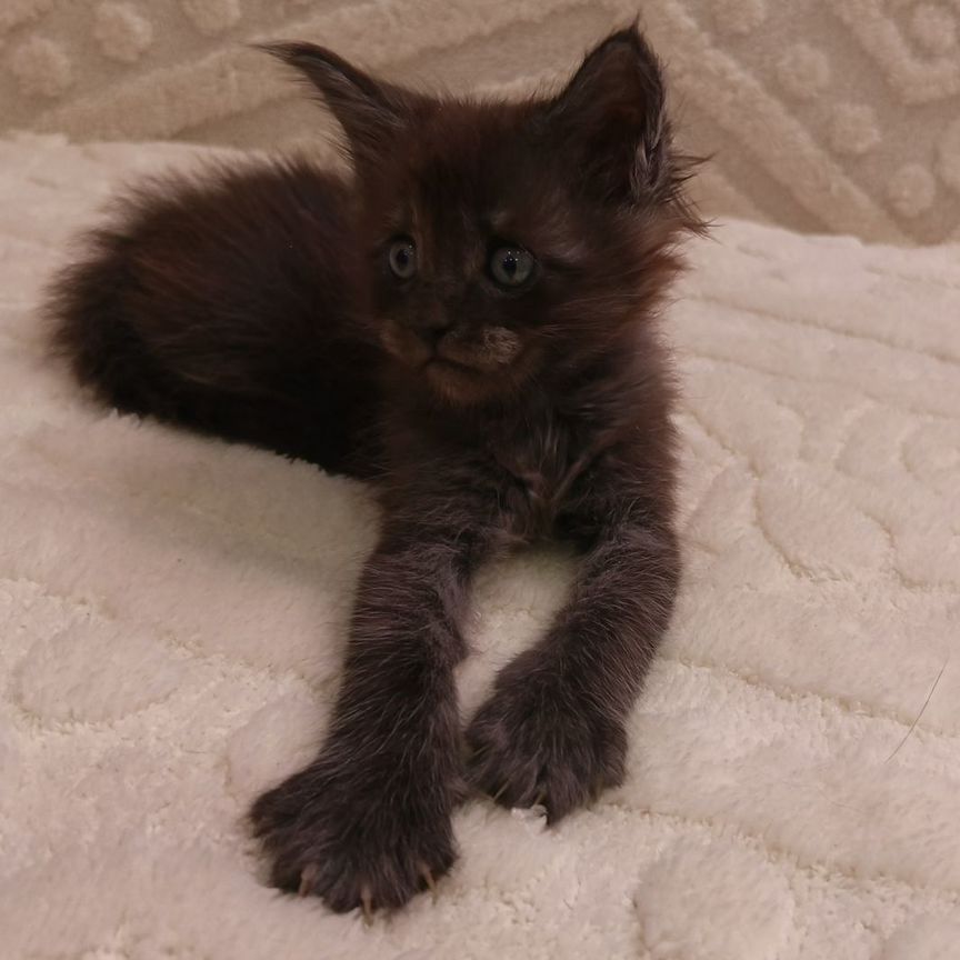 Мейн-кун котёнок