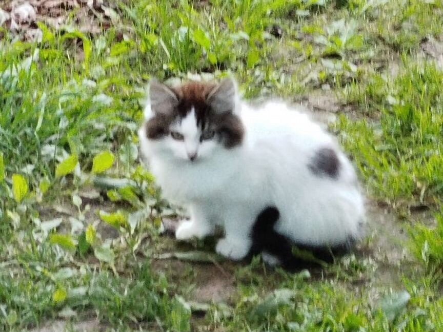 Милый котенок в добрые руки