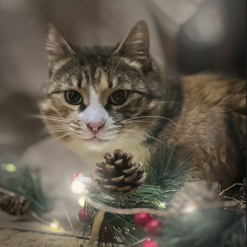 Кошка в добрые руки