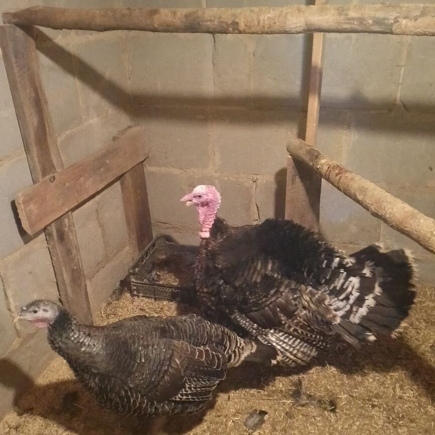 Продам семью индюков бронзовая широкогрудая