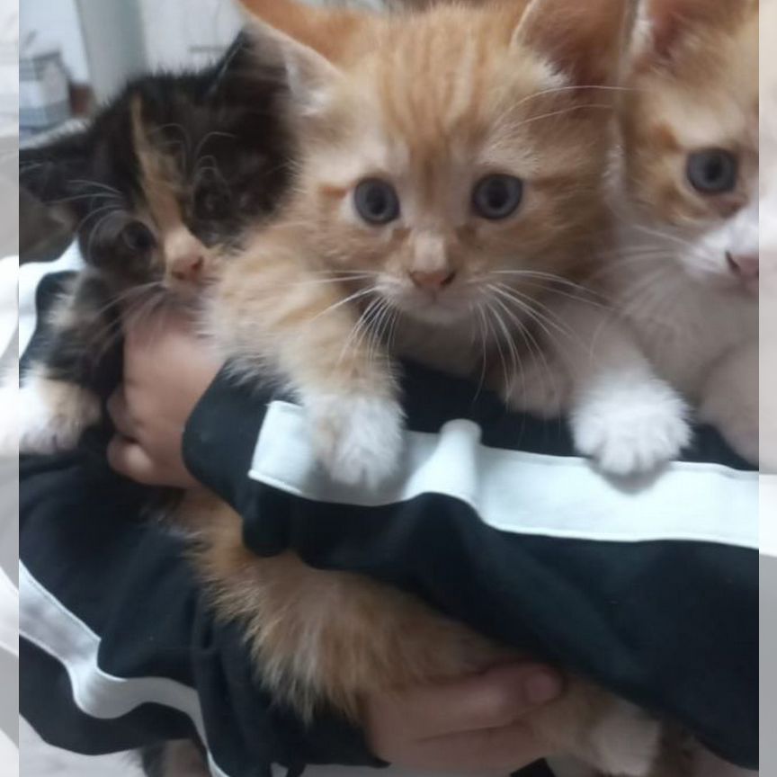 Отдам бесплатно Милых котят