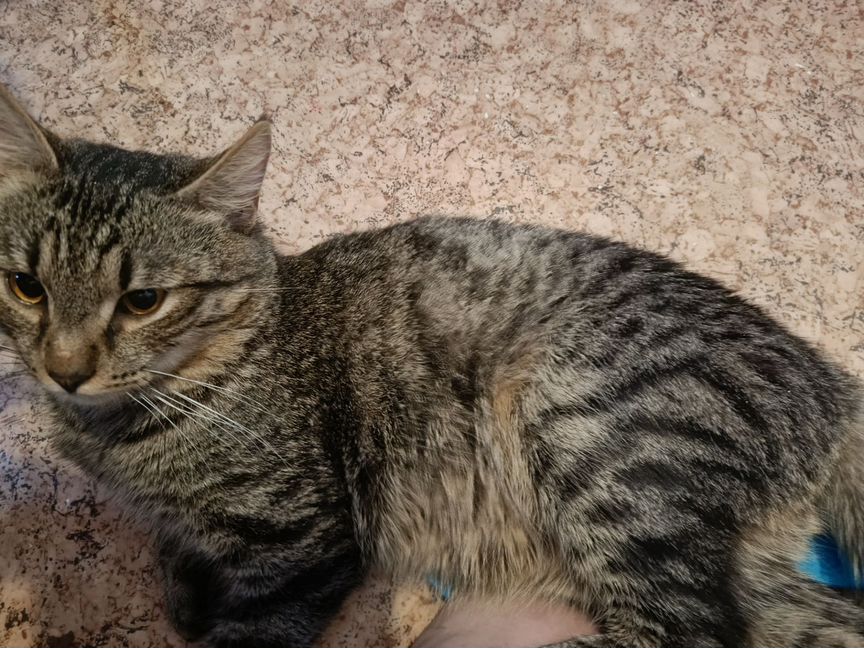 Кот