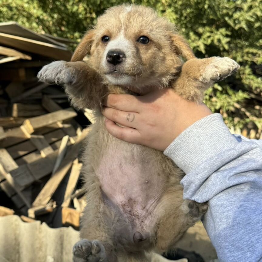 Щенки ищут дом