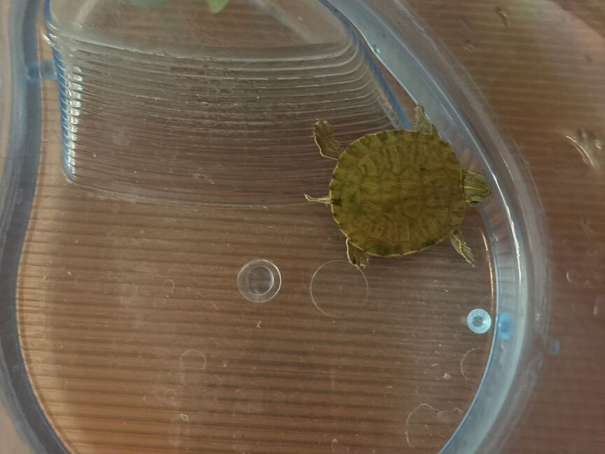 Черепашка красноухая