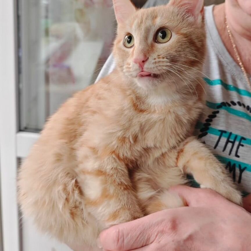 Кошечка ищет дом