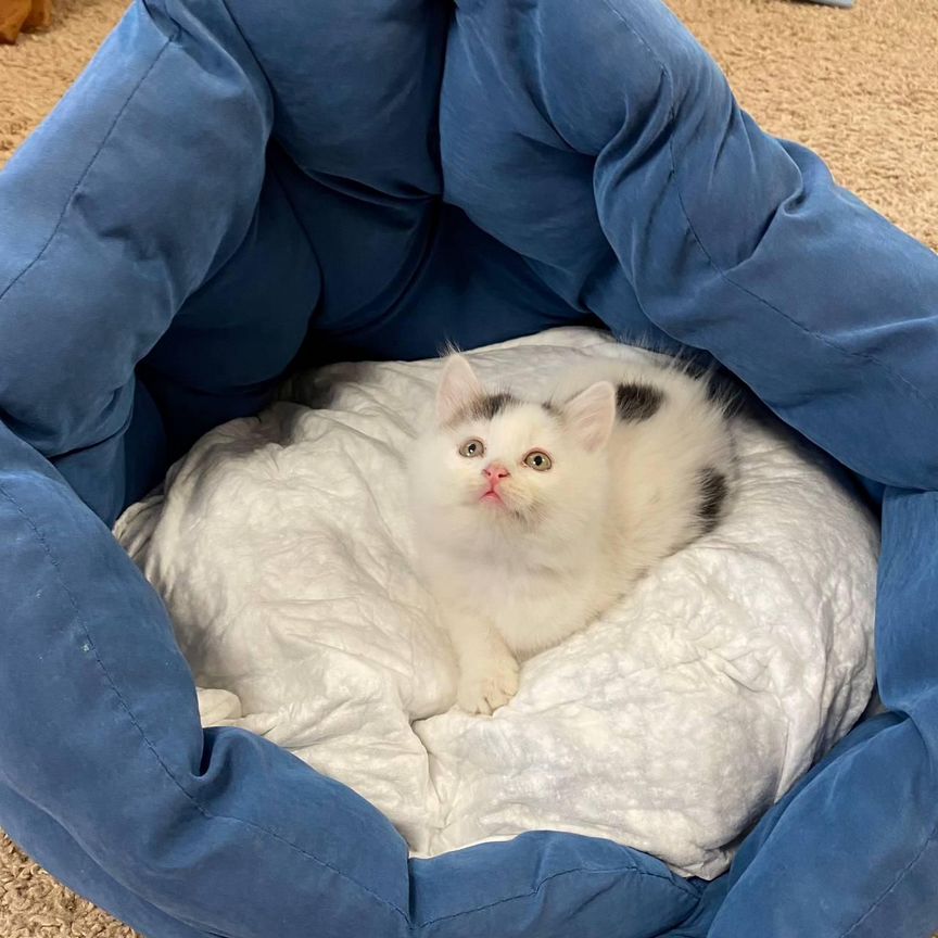 Котенок Милаш
