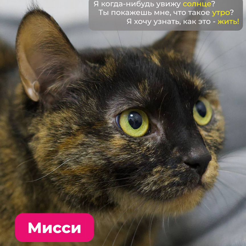 Взрослая, кошка в добрые руки