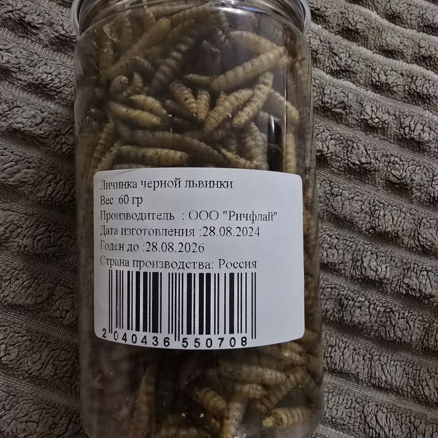 Личинка чёрной львинки