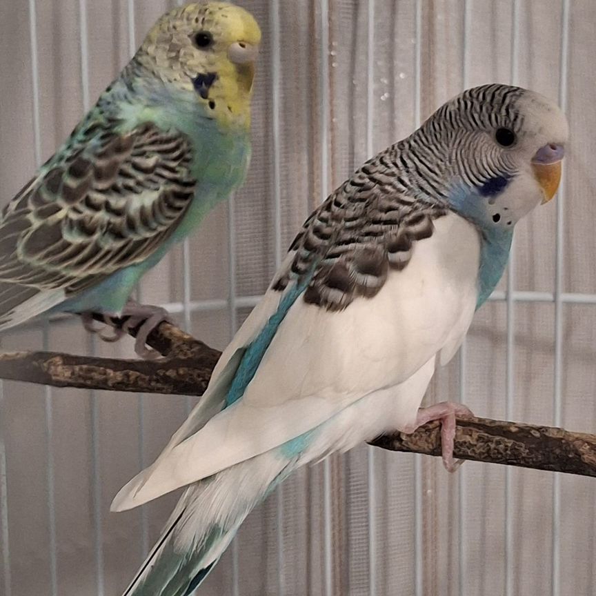 Волнистые попугаи с клеткой