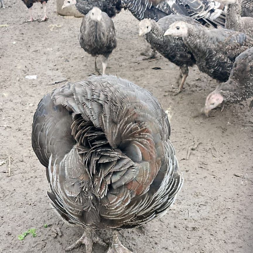 Индшата 1,22 дня.Индюки и индюшки 8 мес