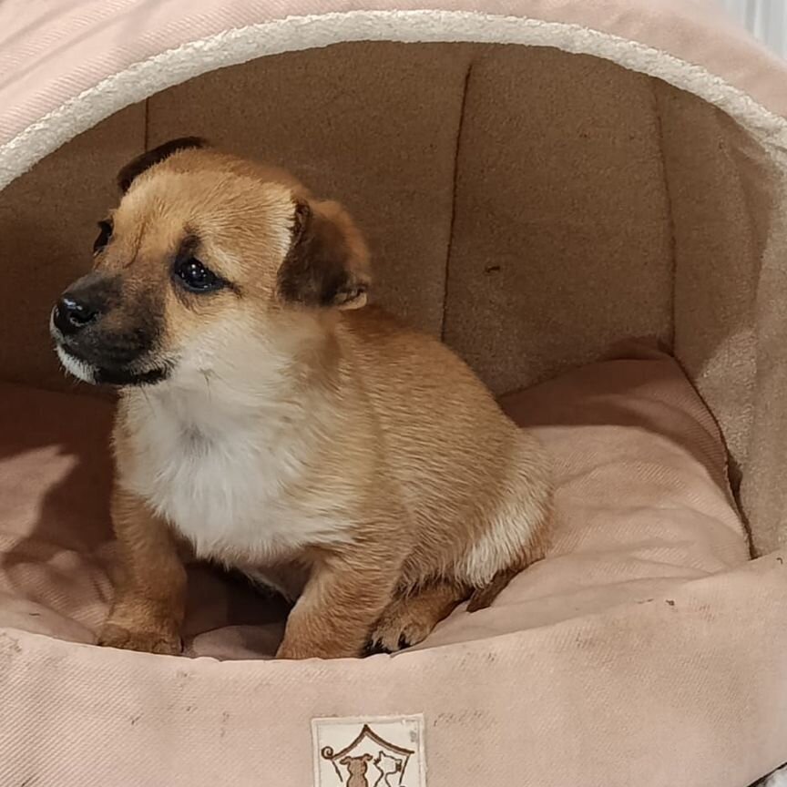 Щенок в добрые руки