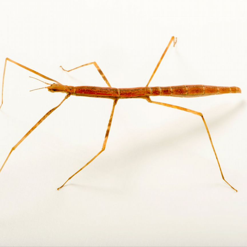 Палочник стрефазма