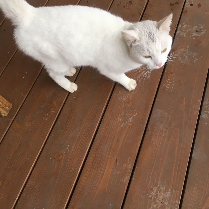 Белая ласковая кошечка