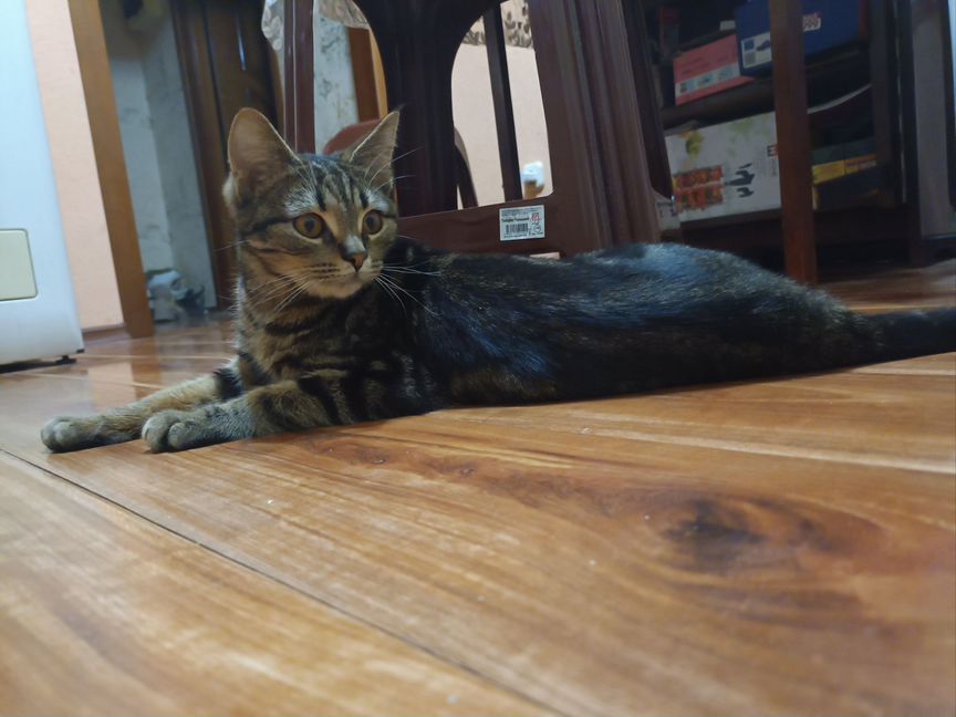 Кошка