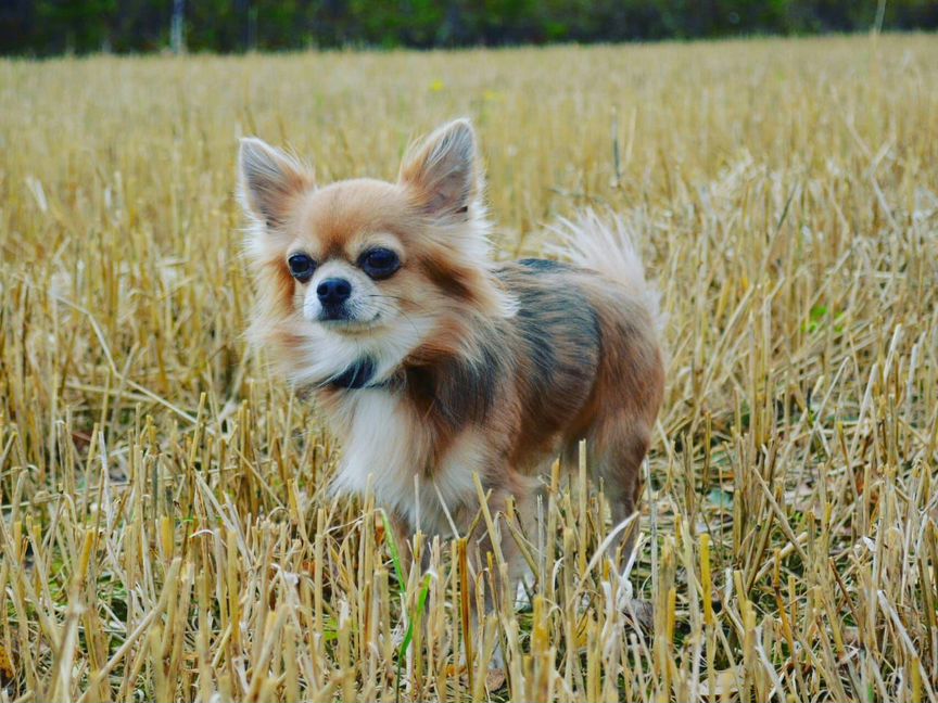 Чихуахуа кобель на вязку