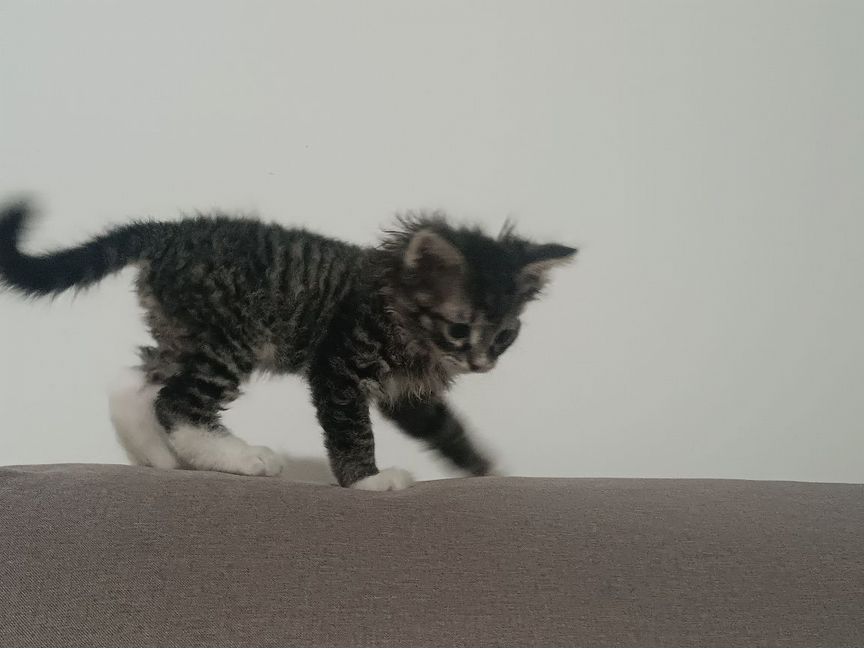Отдам котёнка в добрые руки