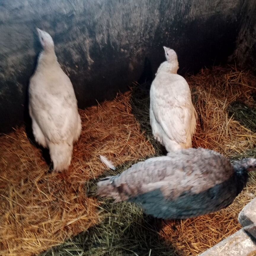 Продам молодых индюшек