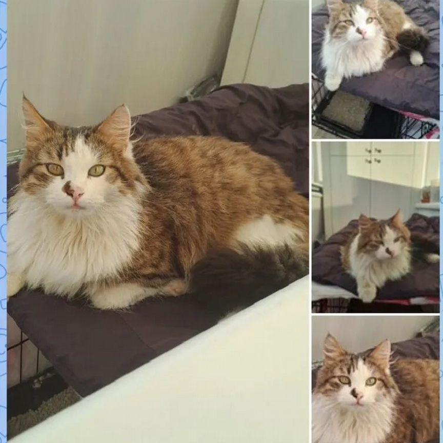 Котик в добрые руки