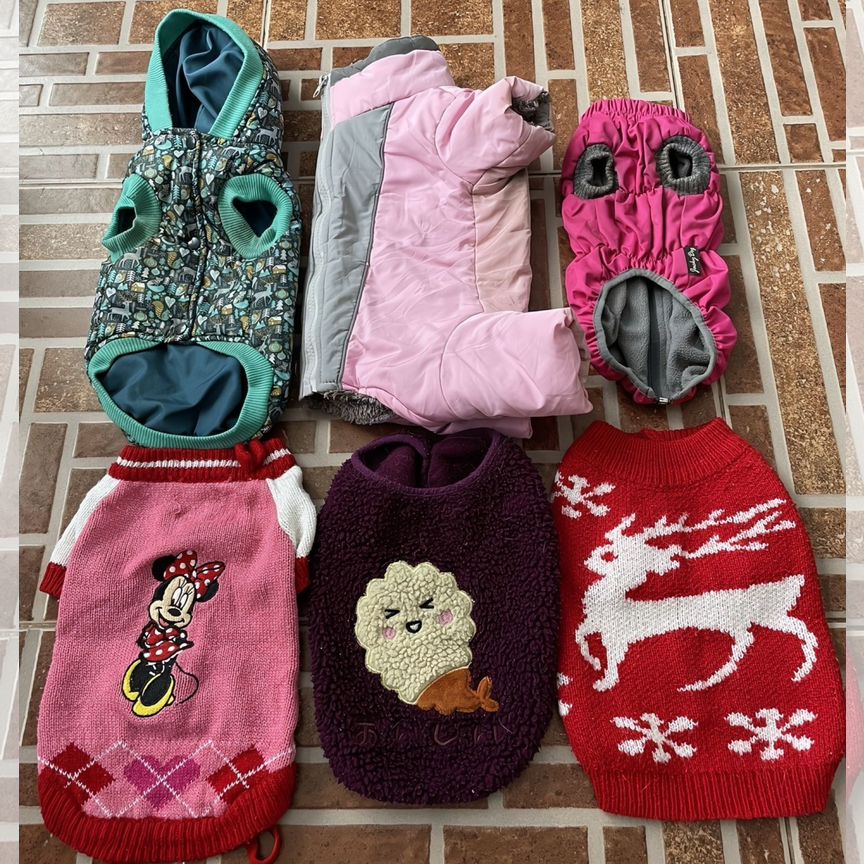 Одежда и игрушки для маленькой собачки