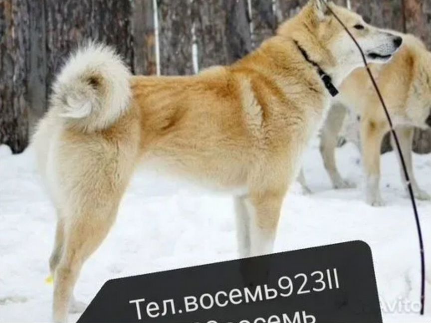 Продаются щенки западно сибирской лайки