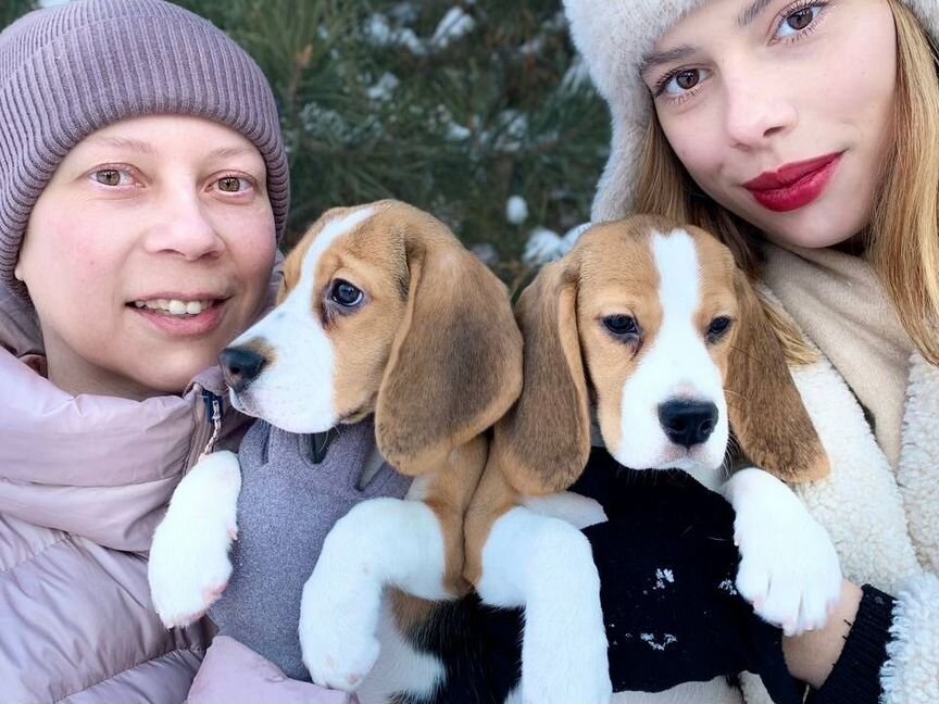 Щенки бигль