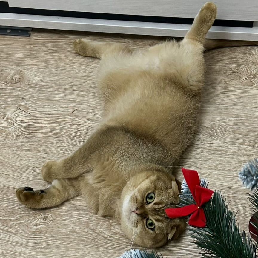 Шотландский вислоухий короткошёрстный кот, вязка