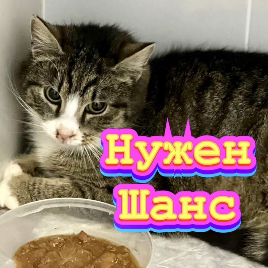 Взрослая, кошка в добрые руки