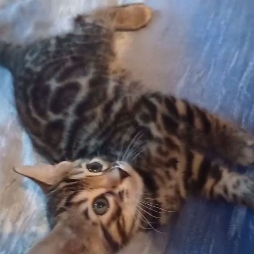 Бенгальская