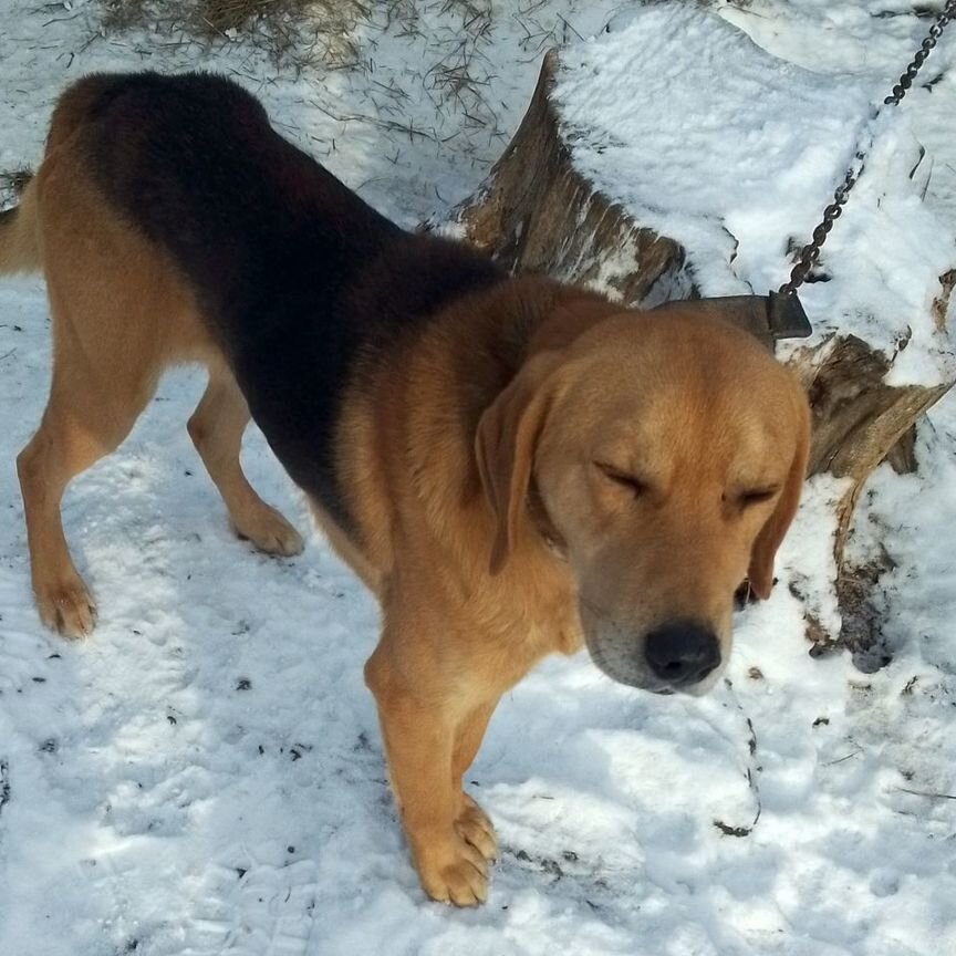 Охотничья собака