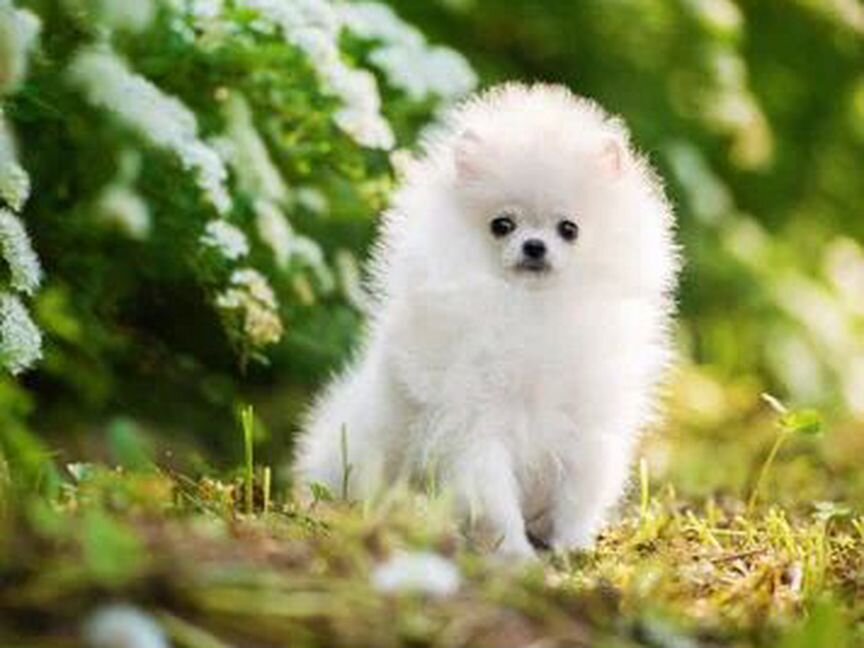 Померанский шпиц мини