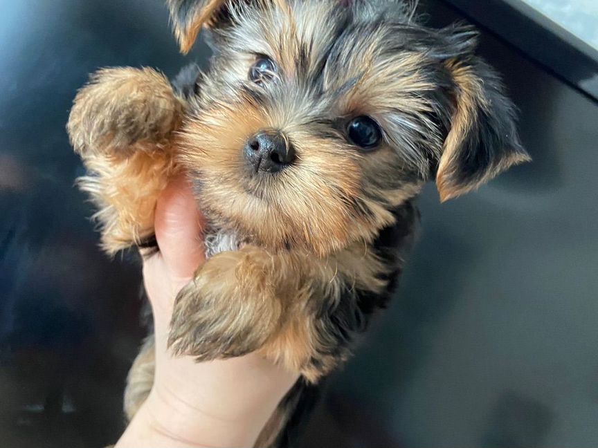 Йоркширский терьер мини щенок девочка