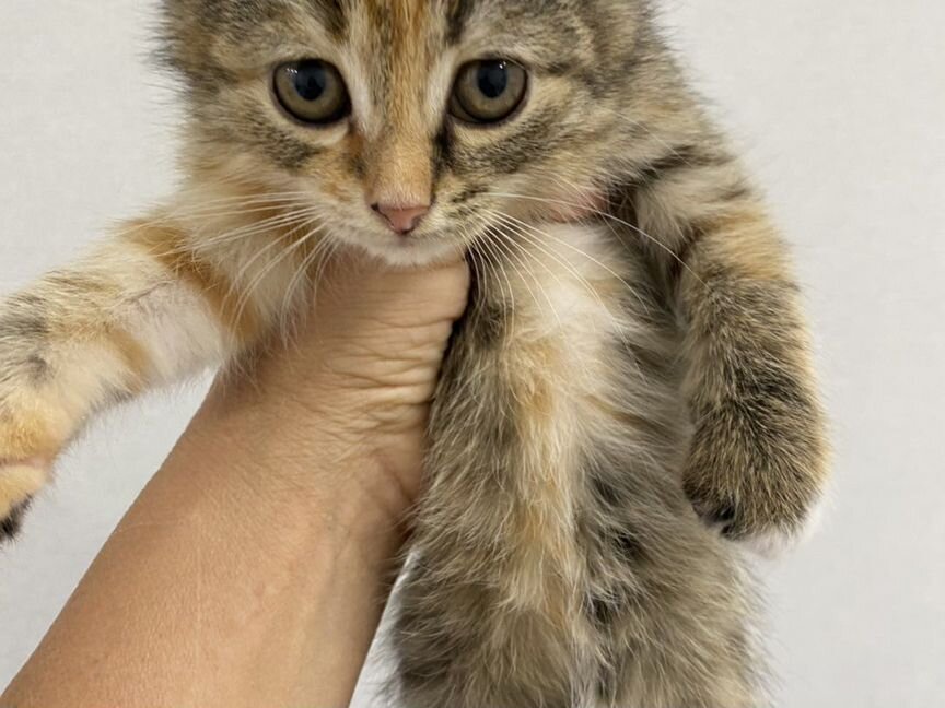 Трехцветная красотуля