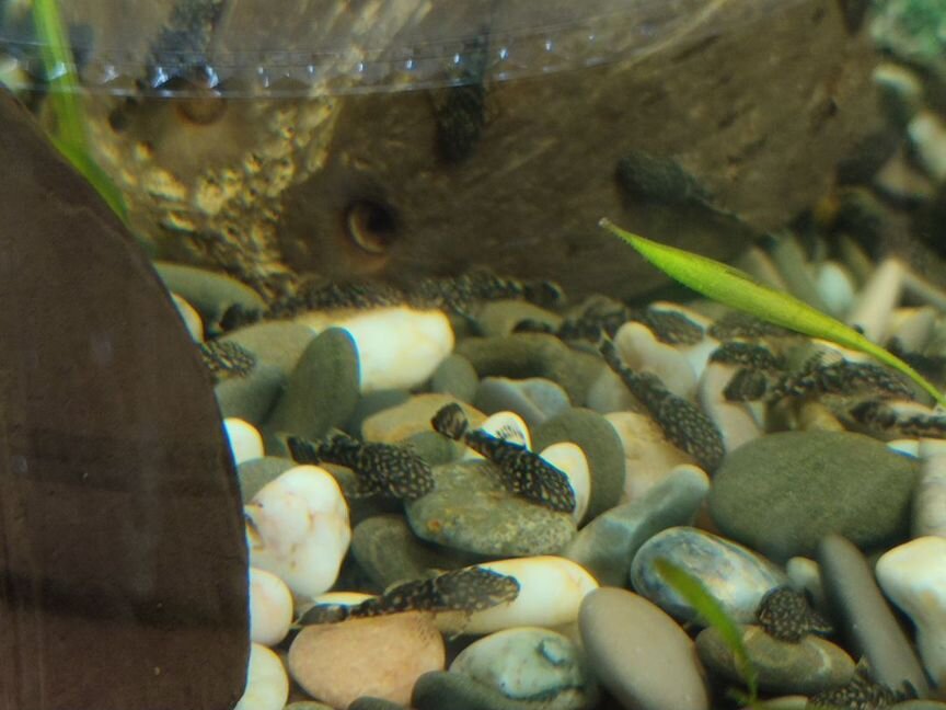 Аквариумные рыбки