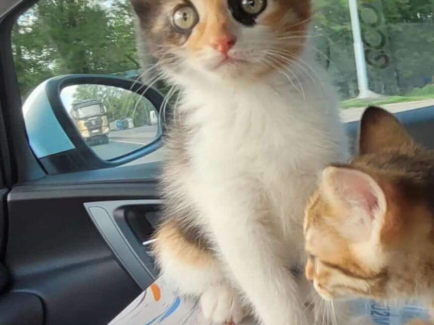 Котенок девочка к лотку приучена обработана