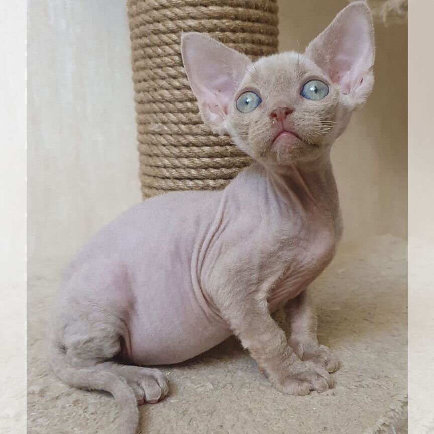 Девон-рекс котёнок