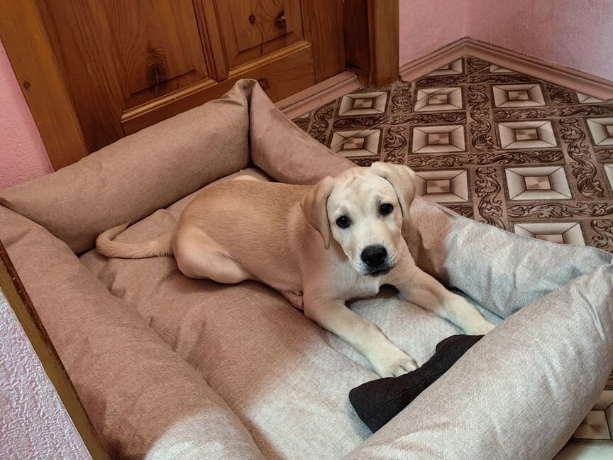 Щенки лабрадора