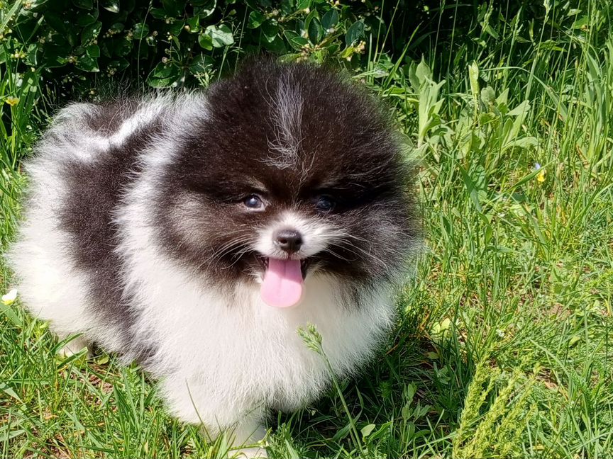 Мини шпиц Мишка щенок мальчик