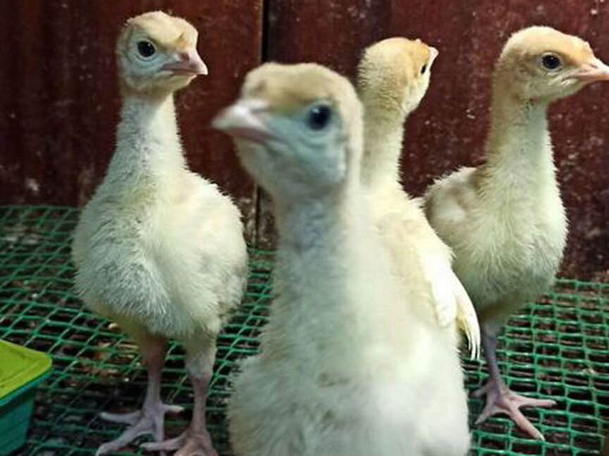 Индюки хайбрид конвертер (Биг6) Канада