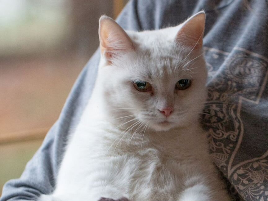 Сага, 5 лет особенная котодевочка ищет дом