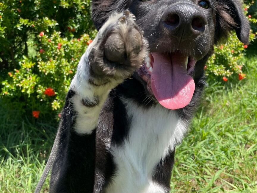 Собака в добрые руки