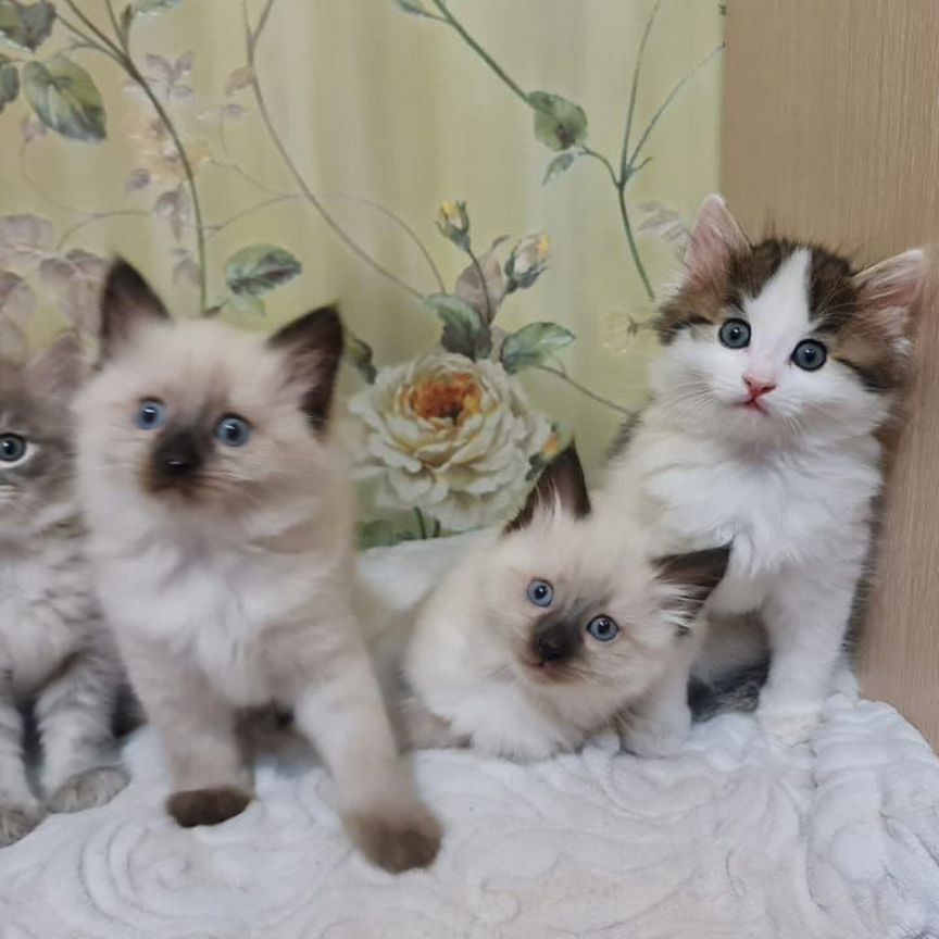 Котята
