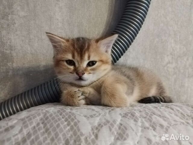 Британская кошечка