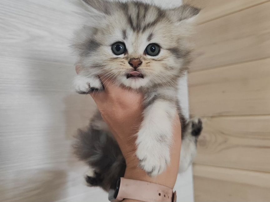 Британский длинношерстный котик