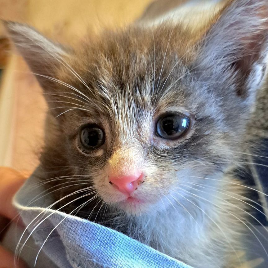 Милейший котёнок ищет любящий дом