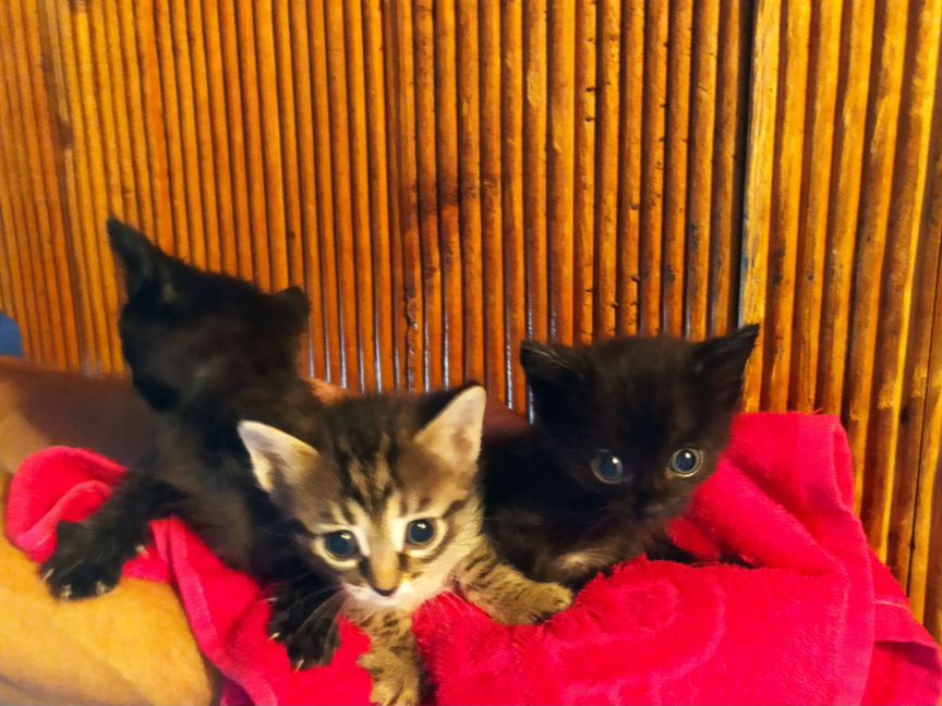 Малыши в беде