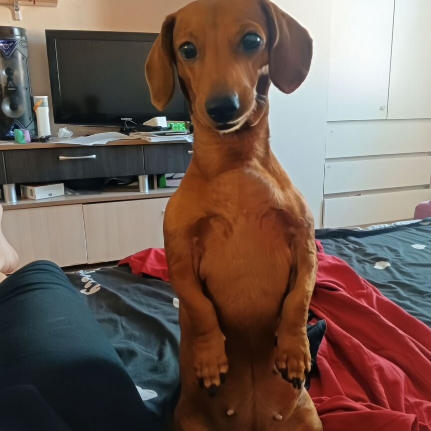 Такса, взрослая собака