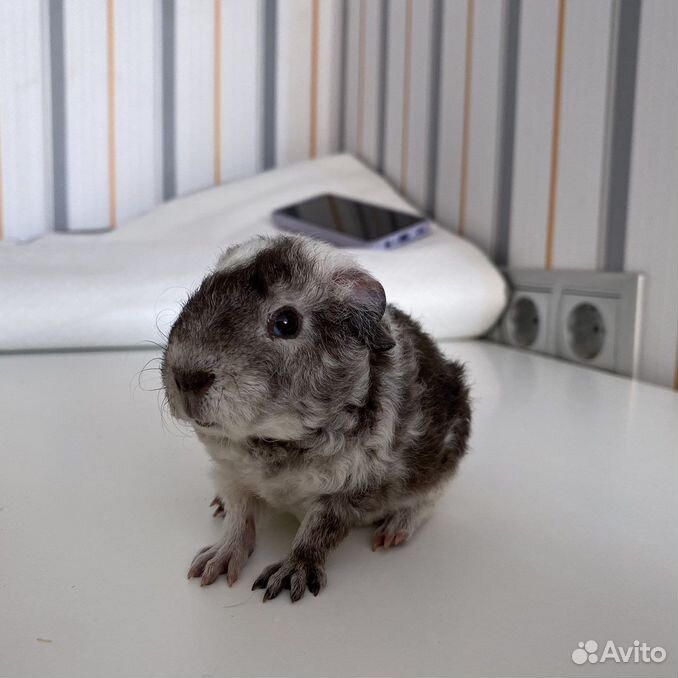 Морская свинка тедди